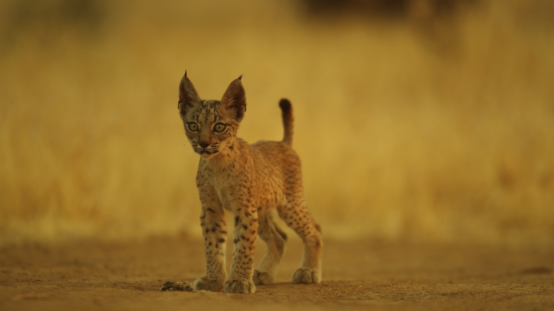 MY WILD CATS - MY EUROPEAN CATS - Saint Thomas Productions