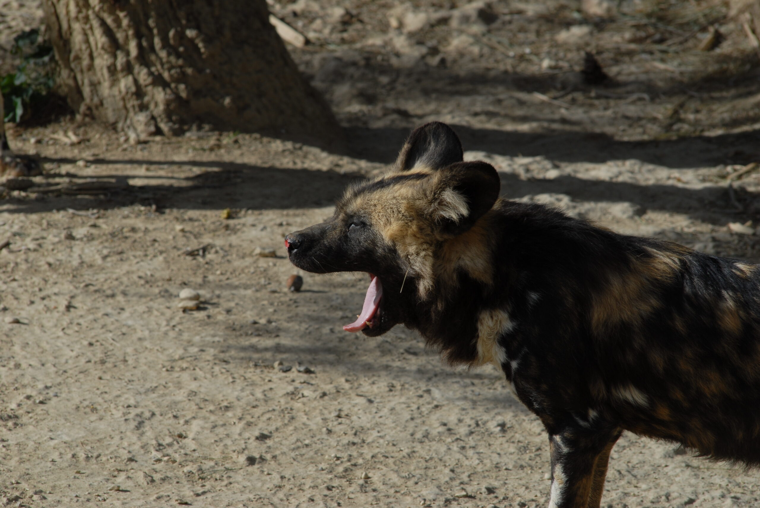 ANIMALS LIKE US: ANIMAL LANGUAGE - Saint Thomas Productions