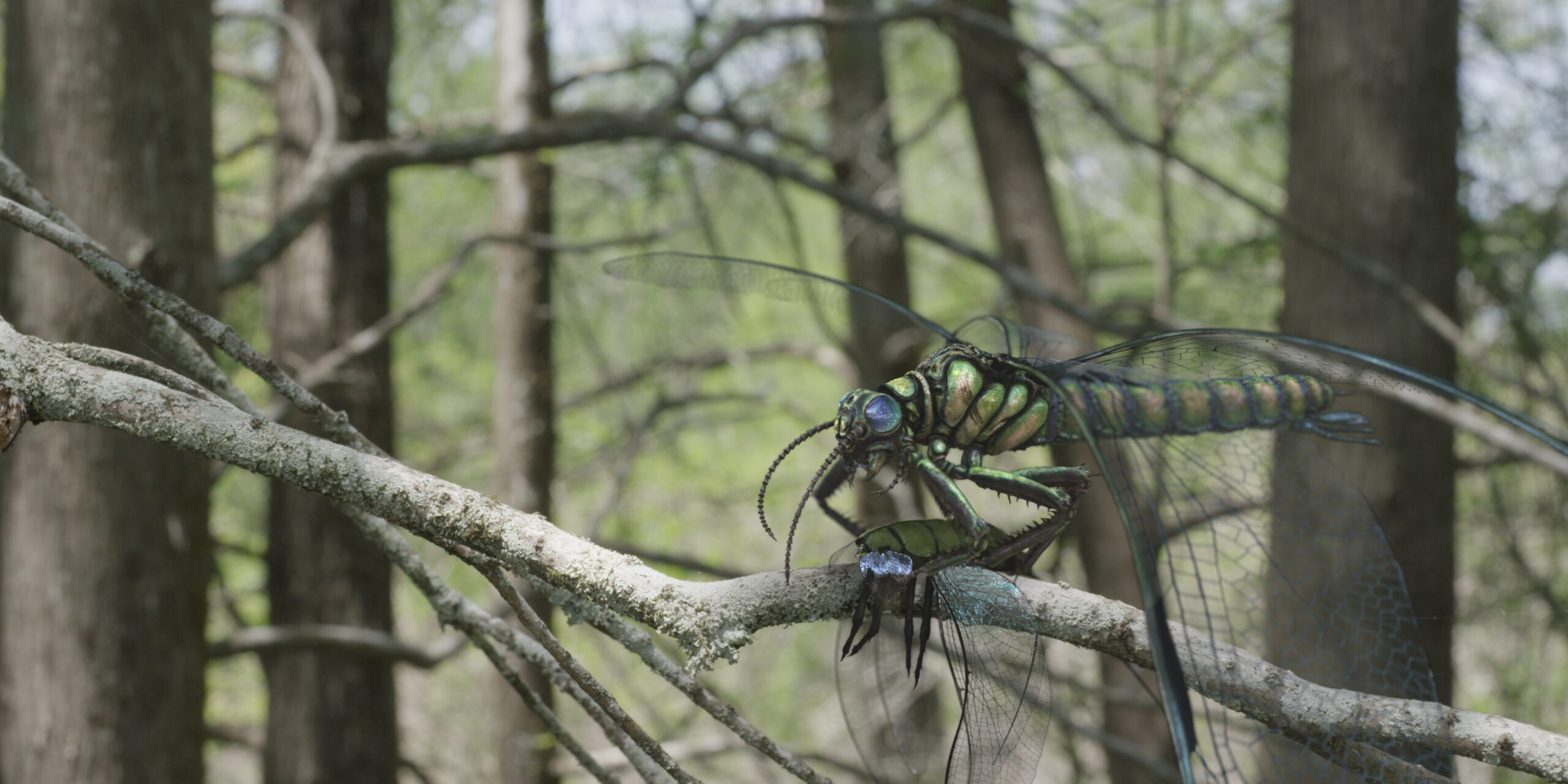 A NEW PREHISTORY: WHAT KILLED GIANT INSECTS? - Saint Thomas Productions