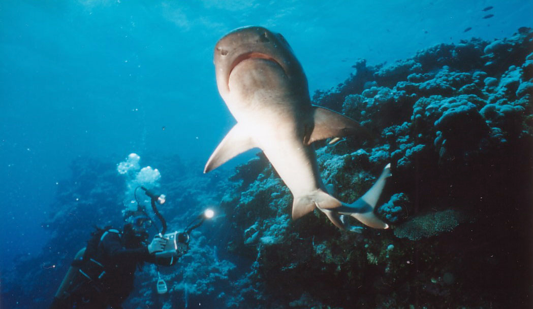 SHARKS, SCAVENGERS OF THE SEA - Saint Thomas Productions